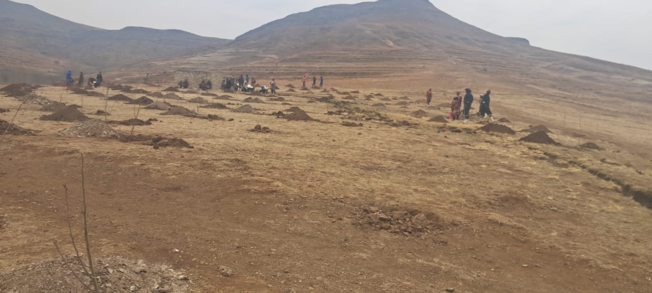 THABA TSEKA TO LAUNCH GREEN FRIDAYS TREE PLANTING - Lesotho News Agency